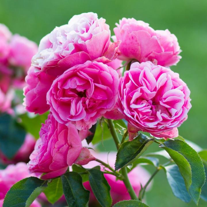 Promesse de Fleurs, plantes de jardin de qualité depuis 1950