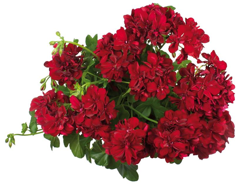 Géranium lierre double Royal Brillant Red - Pelargonium peltatum à ...