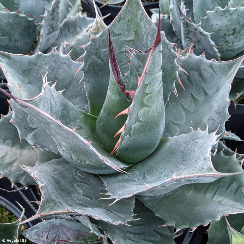 Agave parrasana - Agave compact en rosette gris bleuté géométrique