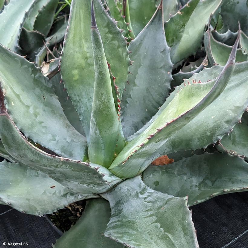Agave salmiana - Agave de grande taille à feuilles vert foncé