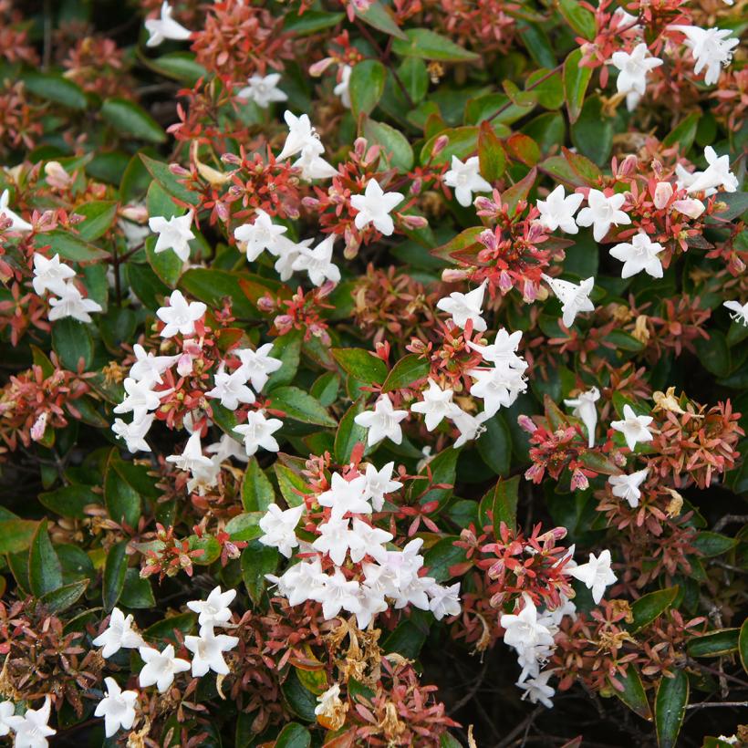 Abelia grandiflora Pisto - Abélia compact, étalé, persistant, aux ...