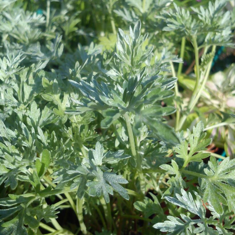 Absinthe - Artemisia absinthium - Plant d'aromatique