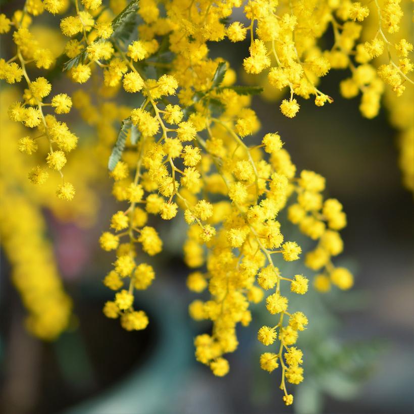 Acacia baileyana - Mimosa de Bailey - Petit arbre au fin feuillage gris ...