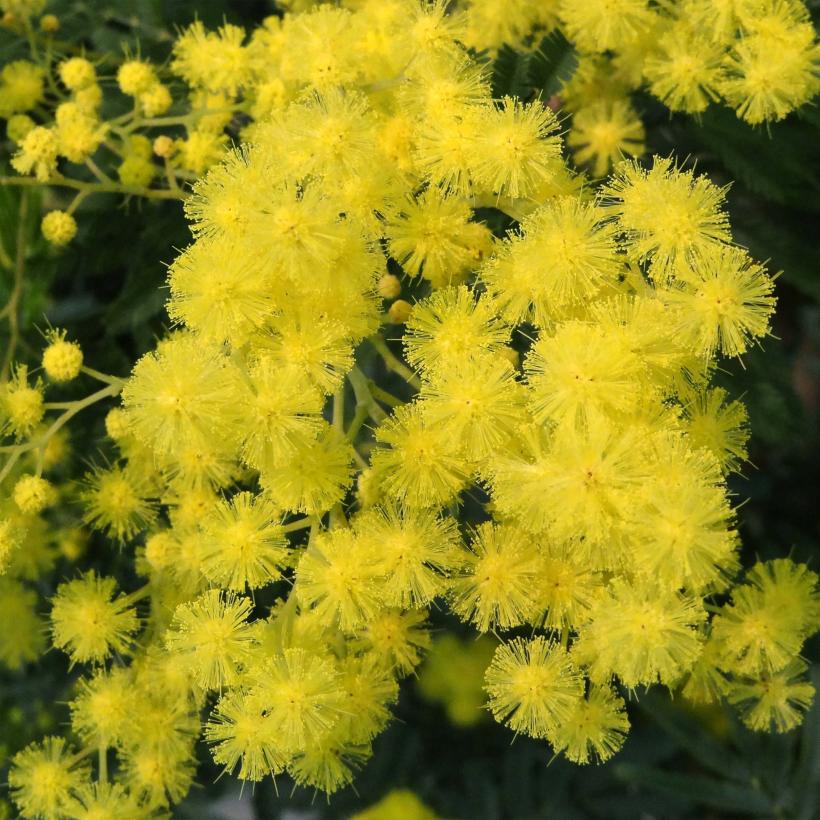 Mimosa d'hiver - Acacia dealbata - Arbuste persistant à floraison jaune