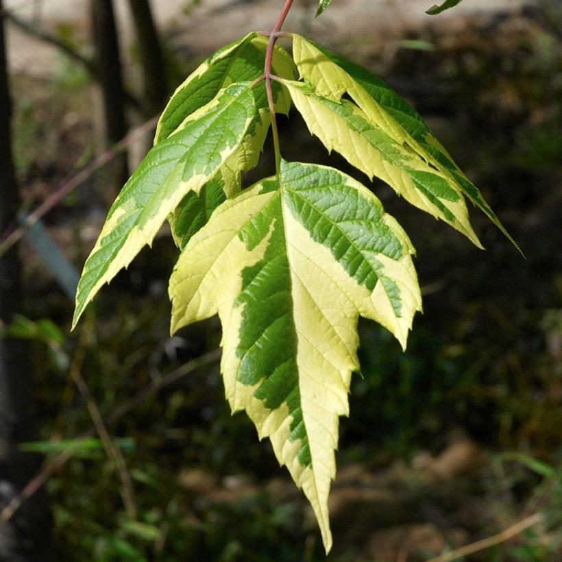 Acer negundo Aureovariegatum - Erable à feuille de frêne panaché de jaune
