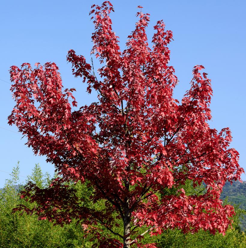 Acer rubrum Summer Red - Erable rouge à jeunes pousses pourpres et ...