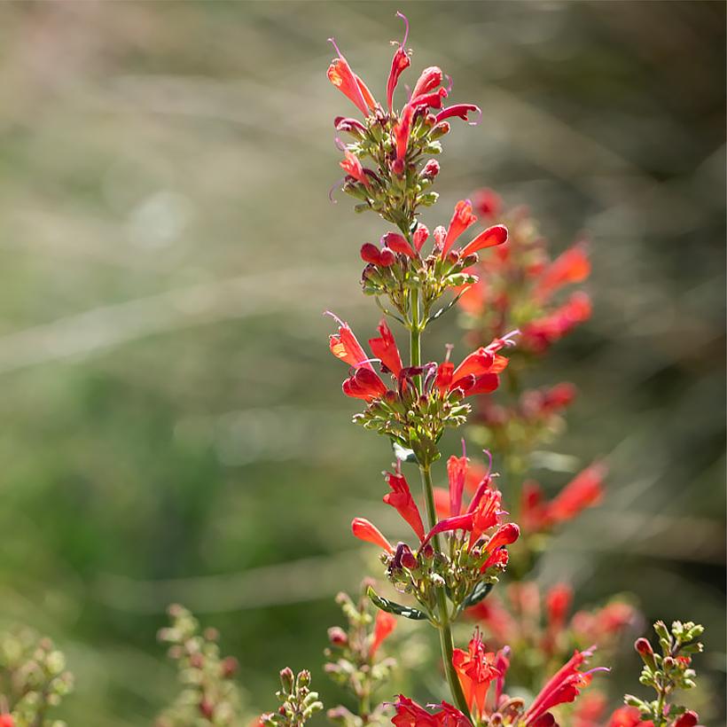 Agastache Kudos Red - Vivace aromatique compacte aux fleurs rouges