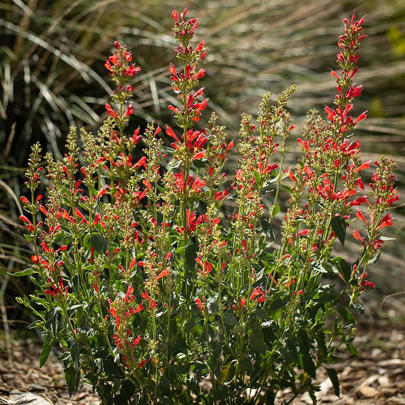 Agastache Kudos Red - Vivace aromatique compacte aux fleurs rouges