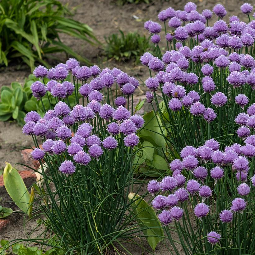 Allium Serendipity - Ail d'ornement à fleurs en boules rose violet