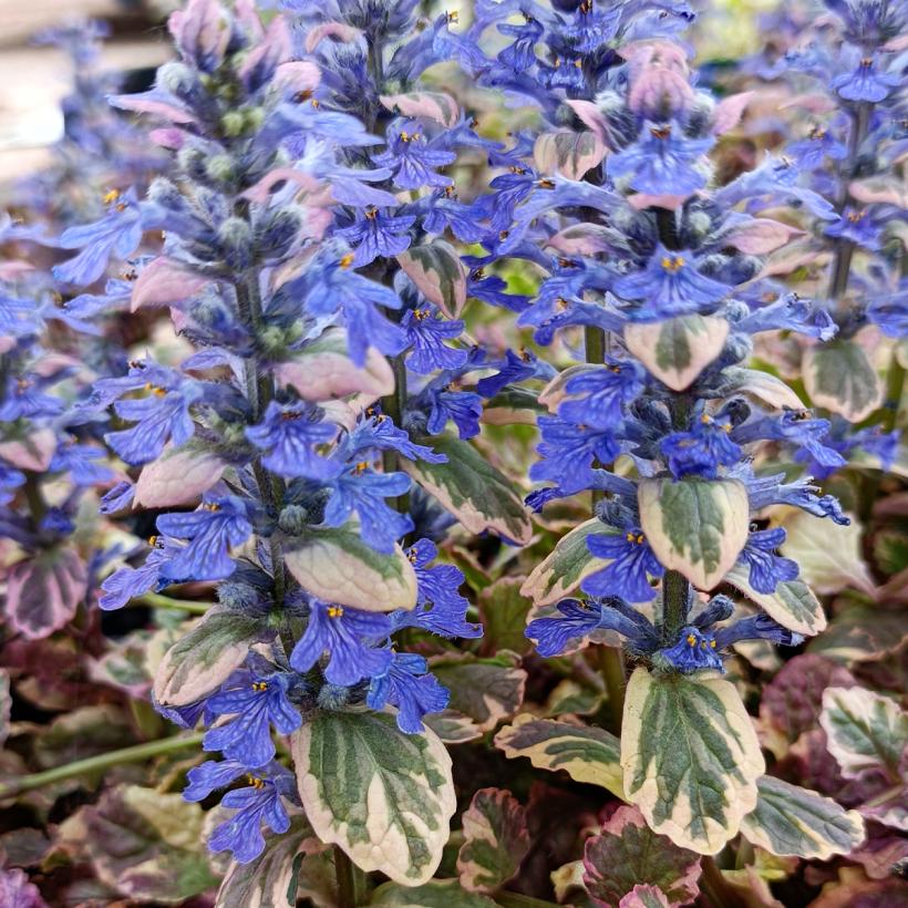 Ajuga reptans Burgundy Glow – Bugle rampante panachée