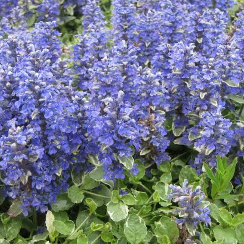 Ajuga reptans Variegata – Bugle rampante panachée de crème