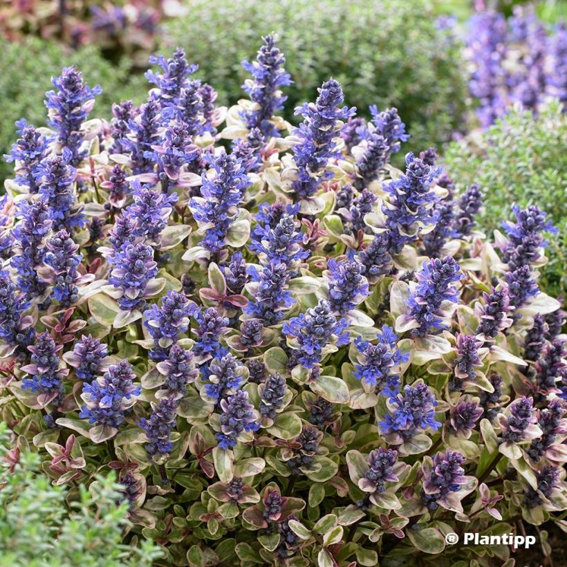 Ajuga reptans tenorii Princess Nadia – Bugle rampante multicolore