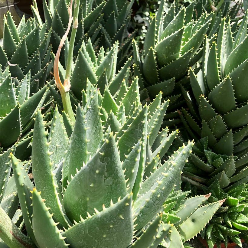 Aloe perfoliata (mitriformis) – Un aloes rampant assez rustique
