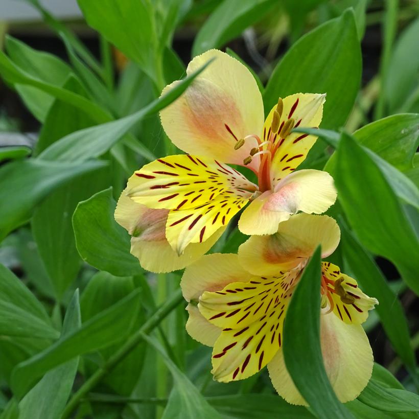 Alstroemeria Majestic Layon - Lys des Incas jaune pâle lavé de saumon ...