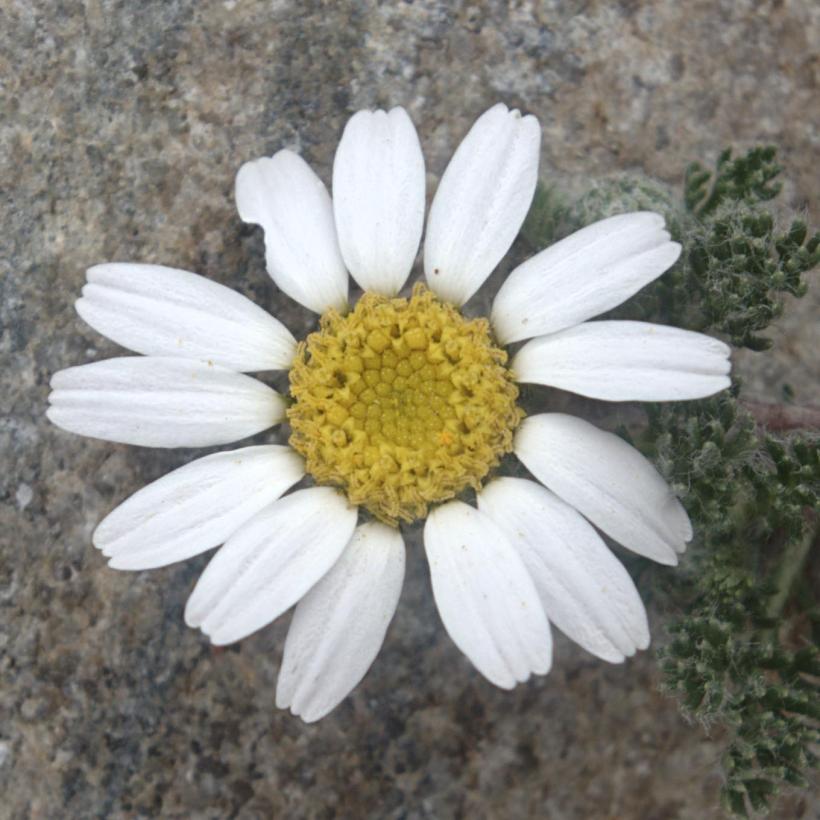 Anacyclus pyrethrum var. depressus - Pyrèthre d'Afrique