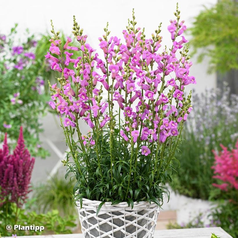 Antirrhinum majus Pretty in Pink - Muflier vivace, florifère, rose mauve.