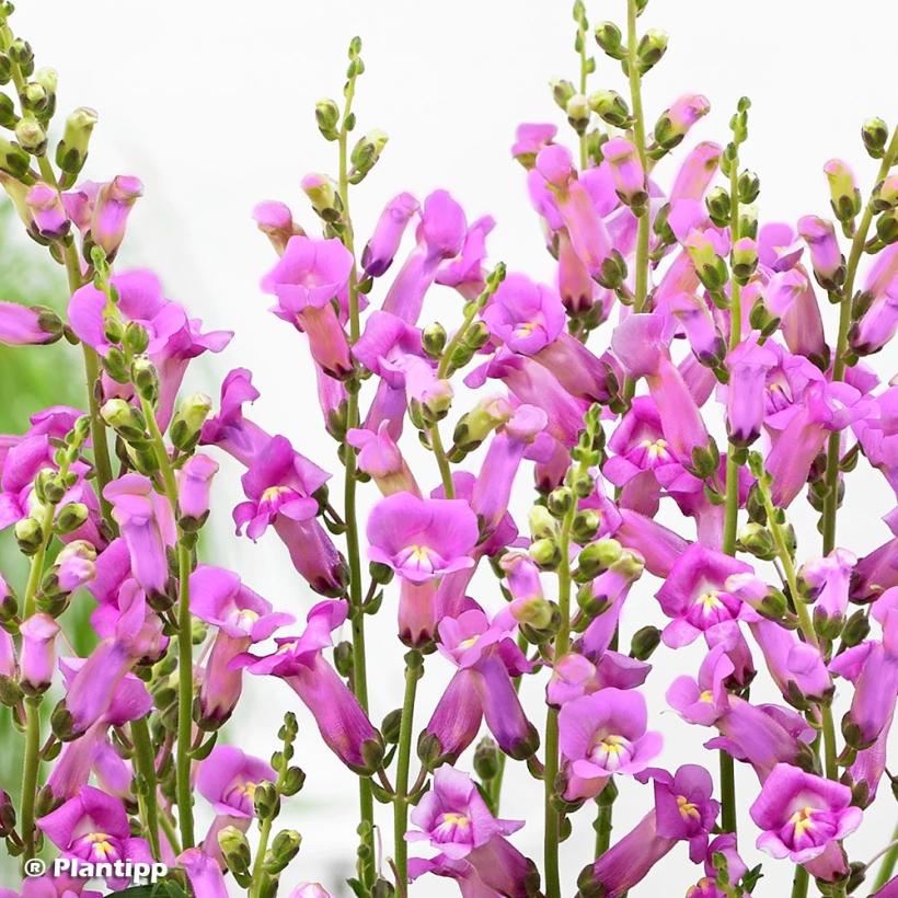 Antirrhinum majus Pretty in Pink - Muflier vivace, florifère, rose mauve.