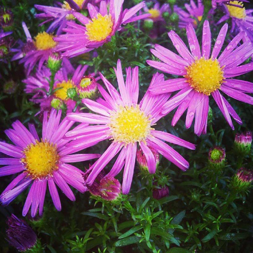 Aster dumosus Bahamas - Aster nain d'automne à fleurs rose magenta