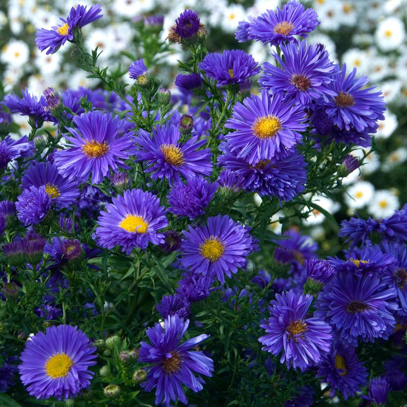 Aster novi-belgii Eventide – Un grand Aster à fleurs mauves