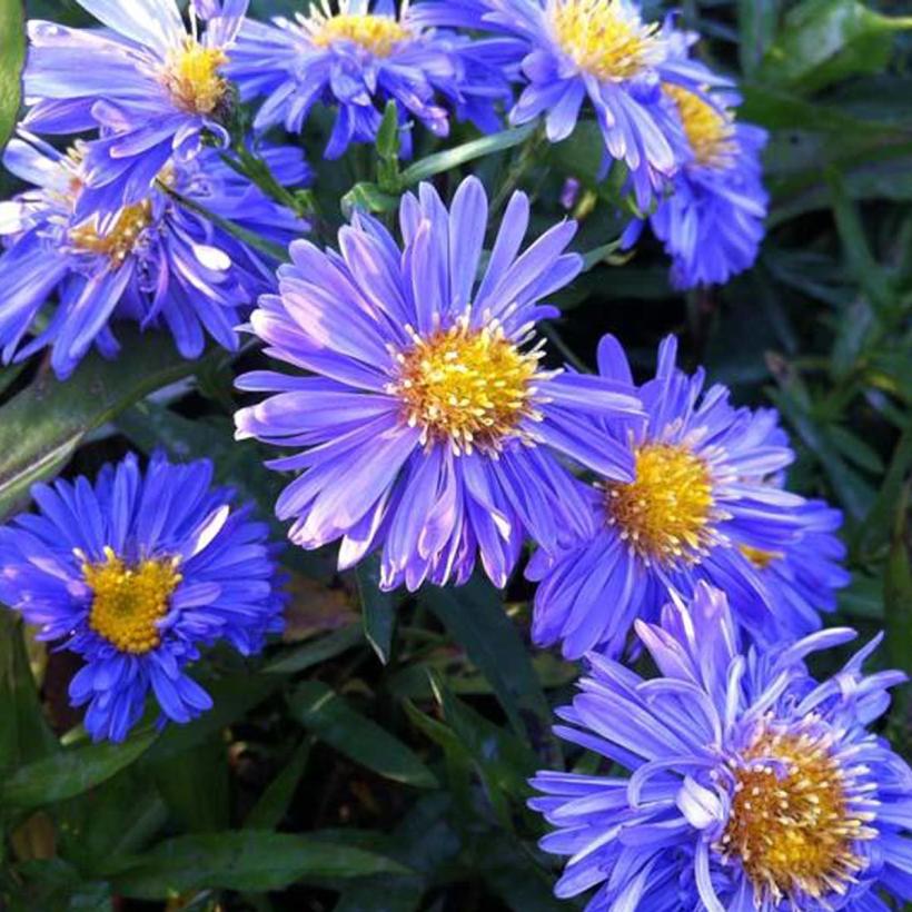 Aster novi-belgii Marie Ballard – Grand Aster à fleurs doubles bleu pâle