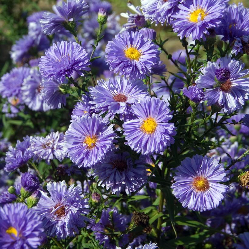Aster novi-belgii Marie Ballard – Grand Aster à fleurs doubles bleu pâle