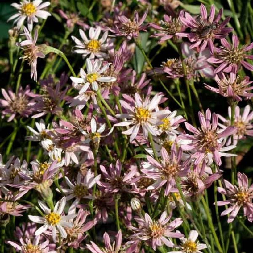 Aster rugulosus Asrugo - Des milliers de fleurs roses en camaïeu