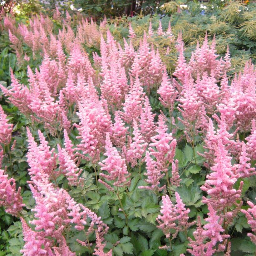 Astilbe chinensis Vision in Pink - Astilbe de Chine au port compact et ...