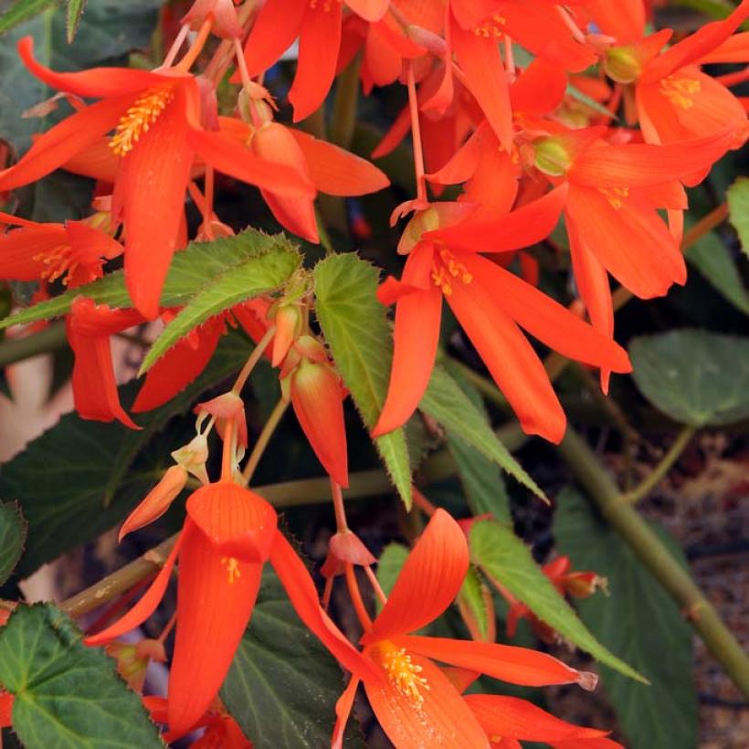 Begonia Bertinii - Begonia tuberhybrida - des centaines de fleurs rouge ...