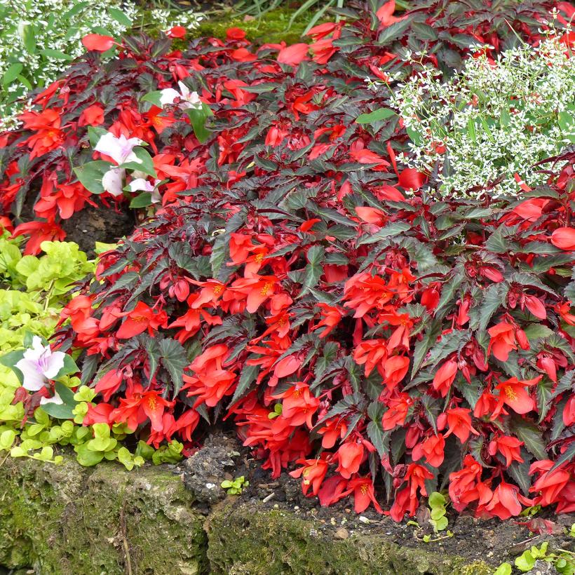 Begonia Summerwings Dark Elegance - une annuelle semi retombante très ...