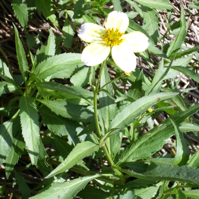 Bidens aurea - Vivace rustique à fleurs jaunes et blanches