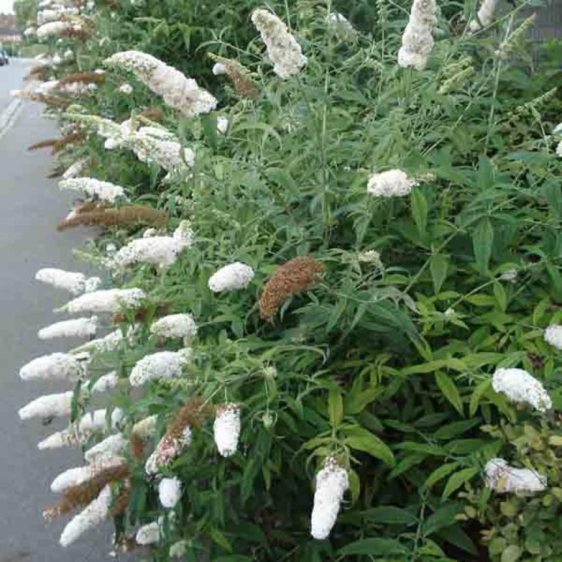 Buddleia davidii White Profusion - Arbuste à fleurs blanches à œil jaune