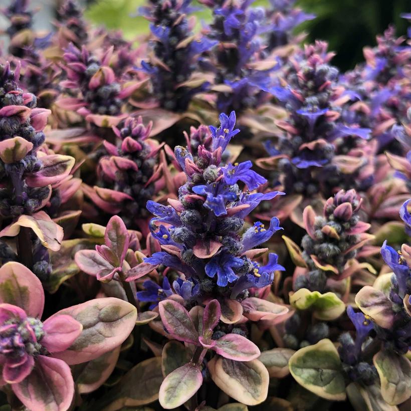 Ajuga reptans tenorii Princess Nadia – Bugle rampante multicolore
