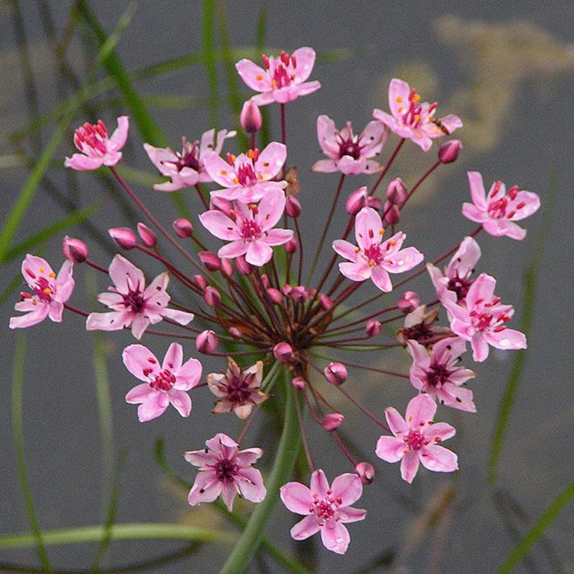 Butomus umbellatus - Jonc fleuri – Une vivace de milieu humide, à ...