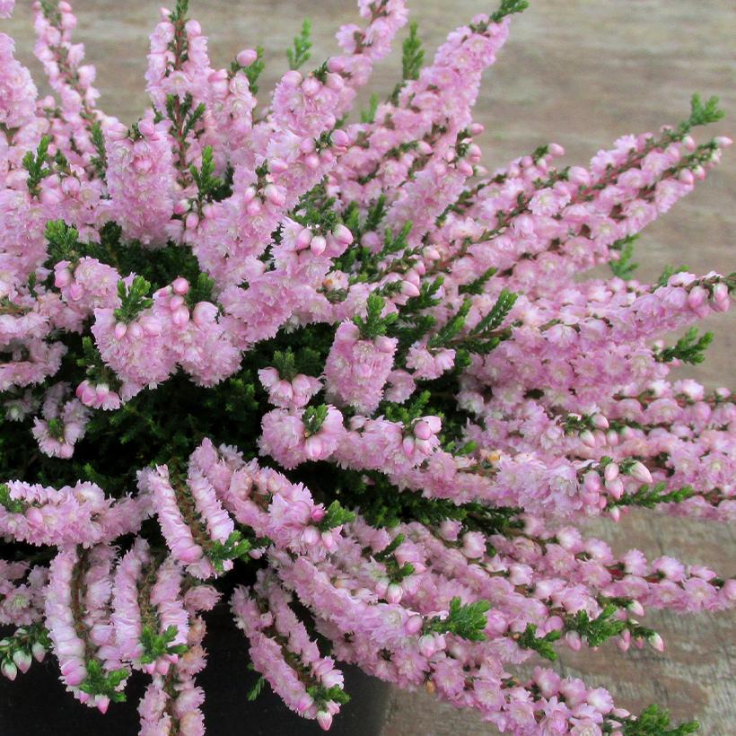 Calluna vulgaris Radnor - Bruyère d'été à feuillage vert vif et fleurs ...