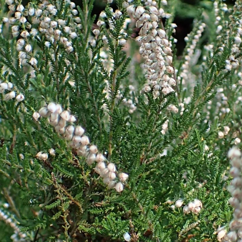 Calluna vulgaris Alba - Bruyère commune à fleurs blanc éclatant
