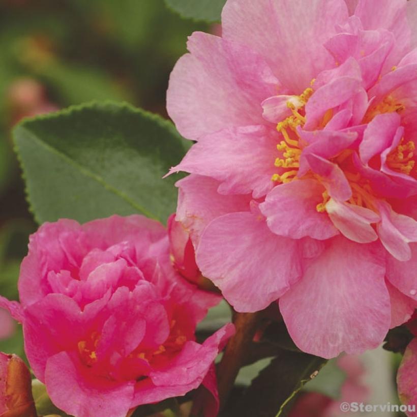 Camellia sasanqua Showa no Sakae - Tapis de fleurs à pétales rose fuchsia