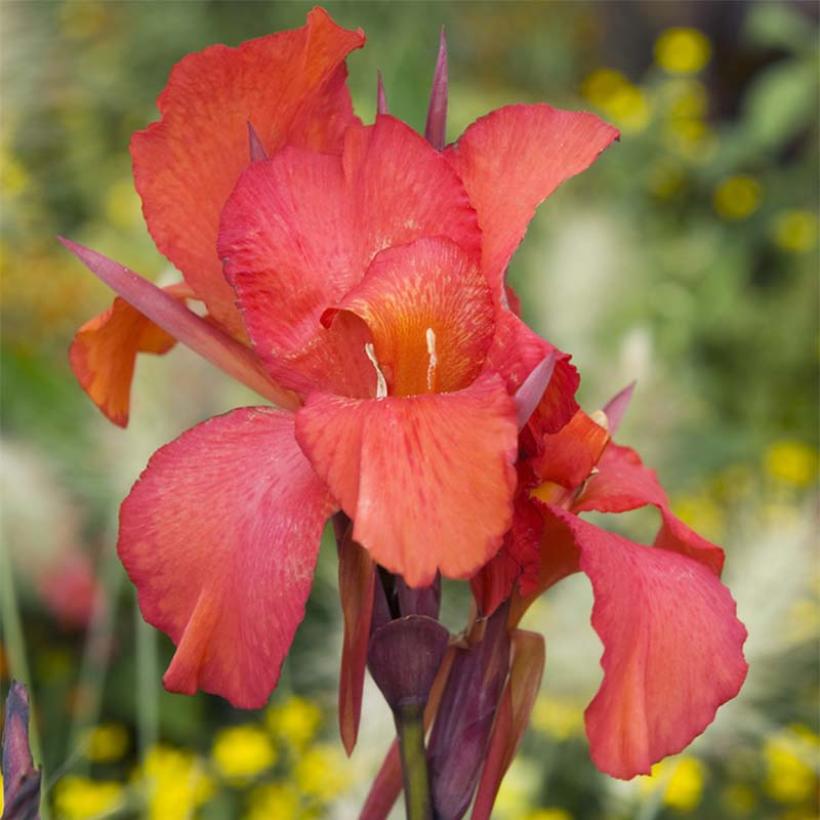 Canna Red King Humbert - Balisier aux fleurs rouge vif et feuillage ...