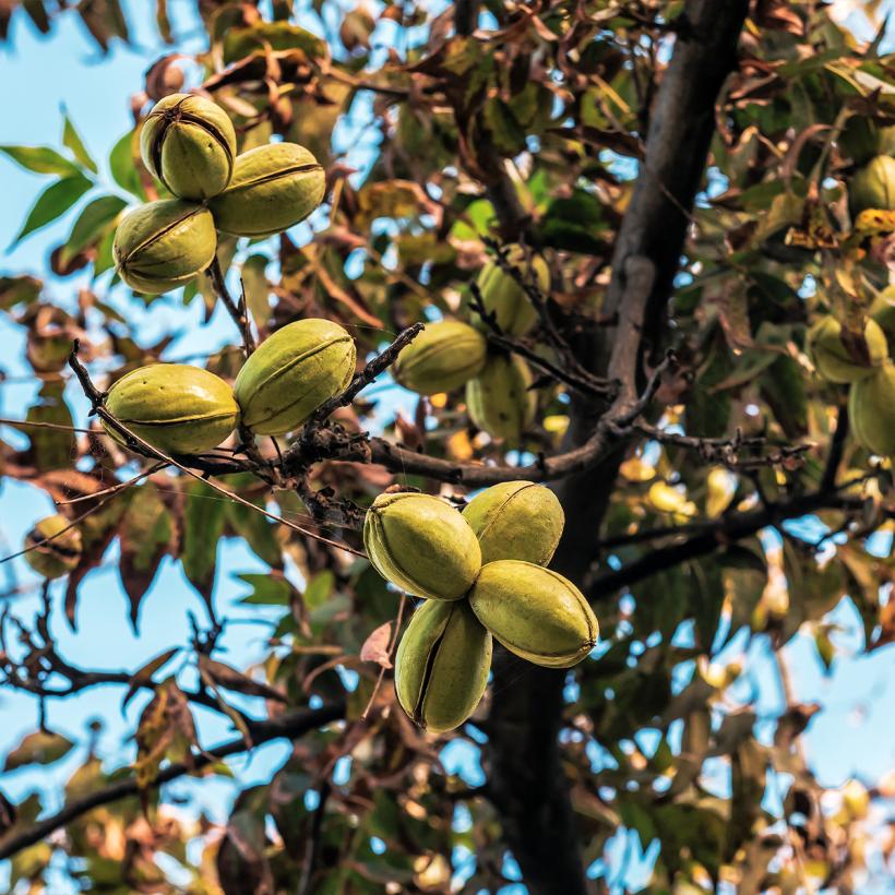 Carya illinoinensis Mohawk - Arbre noix de Pécan pour régions chaudes