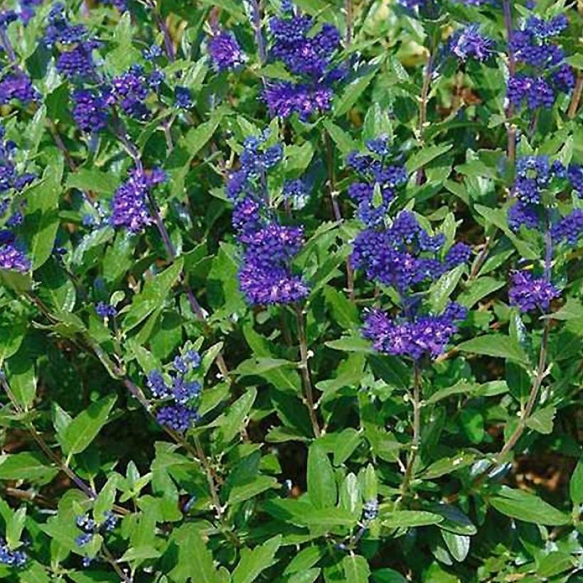 Caryopteris clandonensis First Choice - Spirée bleue à fleurs bleu ...