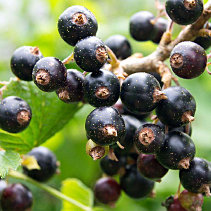 Cassis Titania - Ribes nigrum – Cassissier autofertile et productif
