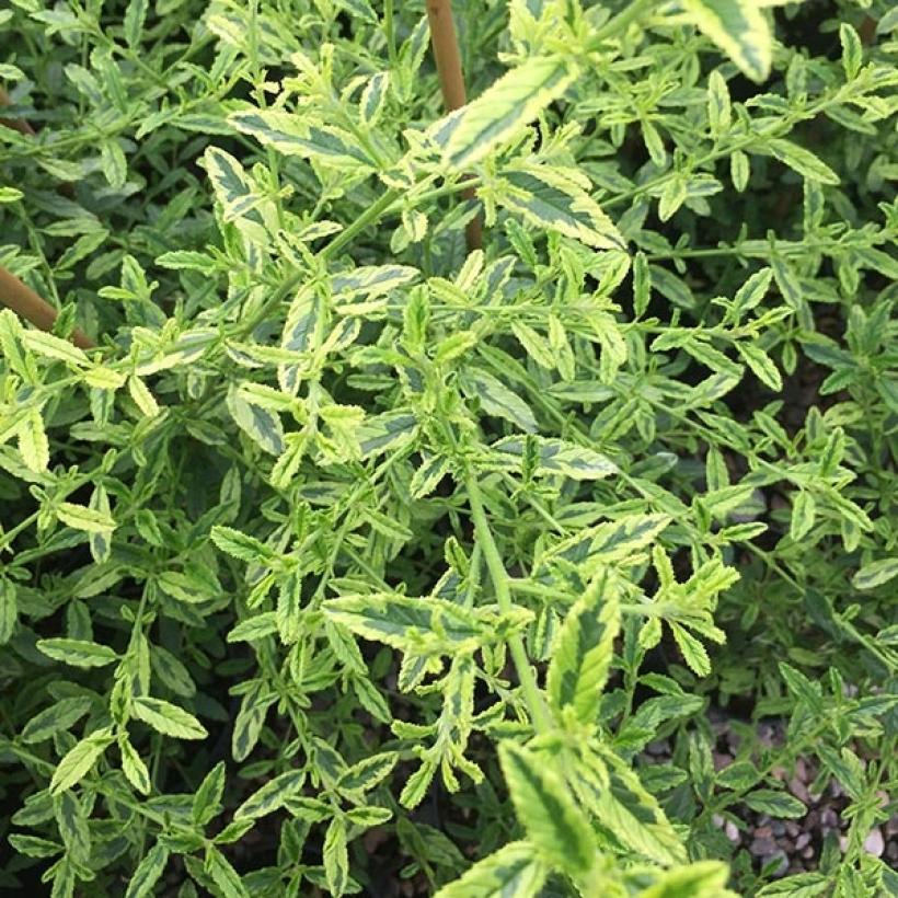 Ceanothus impressus Lemon & Lime - Céanothe persistant à feuillage ...