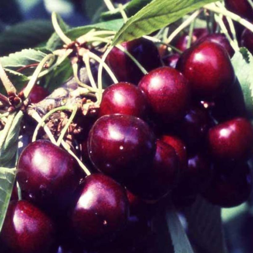 Cerisier Bigarreau Van - Prunus avium – Arbre fruitier très productif