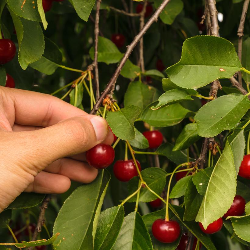 Cerisier griottier Griotte de Montmorency pleureur Bio - Prunus cerasus ...