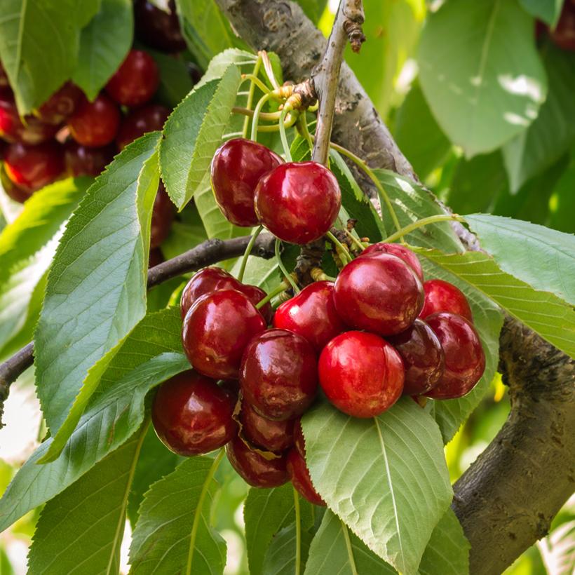 Cerisier nain Stella Bio - Variété compacte et autofertile idéale pour ...