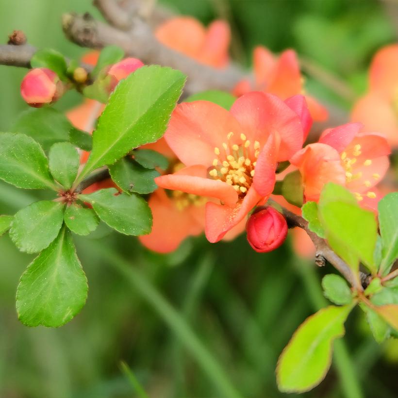 Cognassier du Japon - Chaenomeles japonica - Abuste caduc épineux à ...