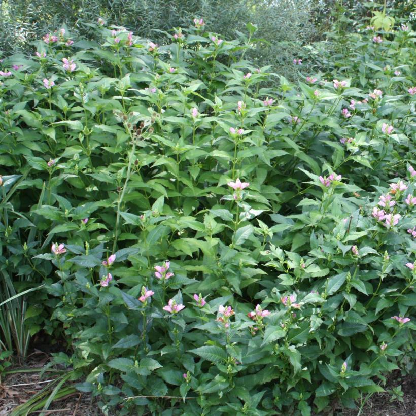 Chelone obliqua - Galane oblique - Vivace à longue floraison en épis roses