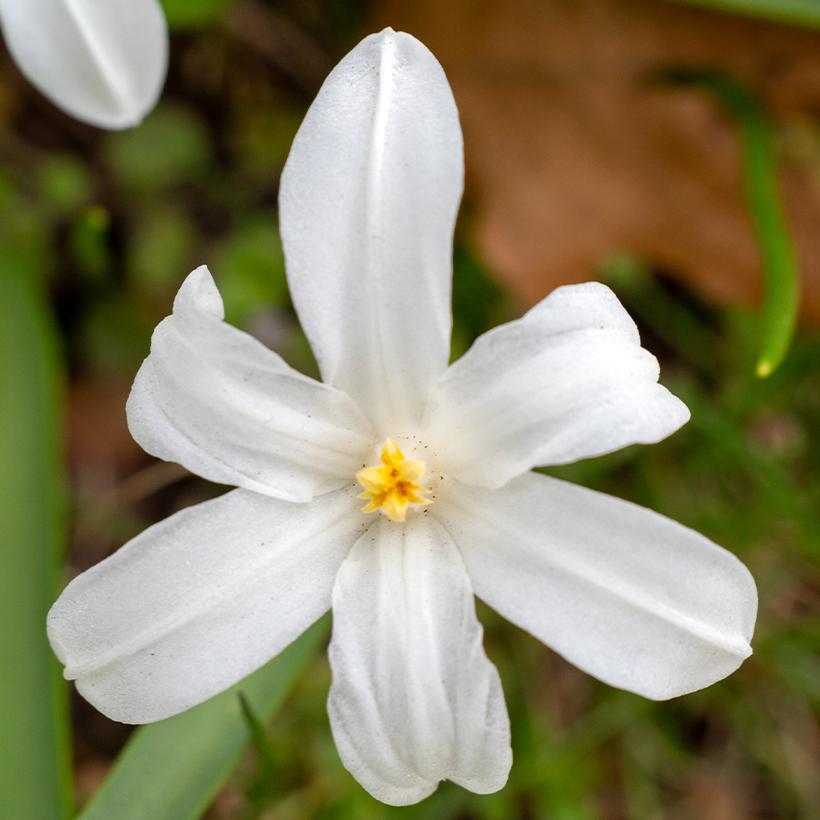 Chionodoxa luciliae Alba - Gloire des Neiges précoce à fleurs blanc pur