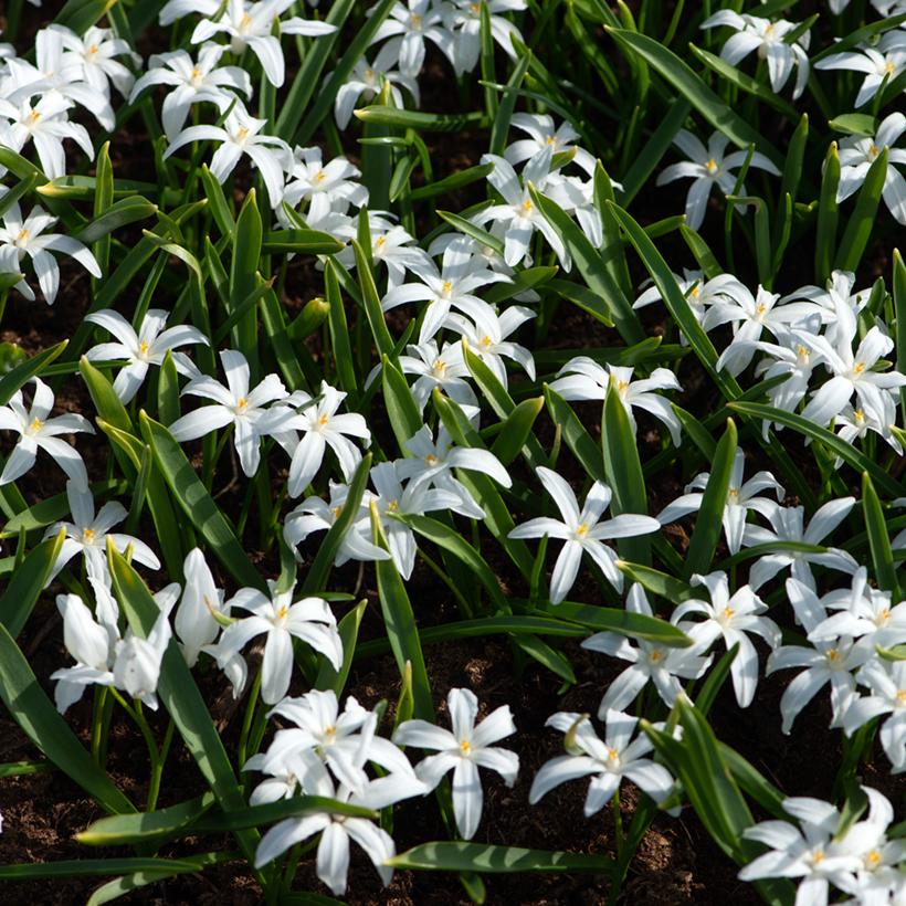 Chionodoxa luciliae Alba - Gloire des Neiges précoce à fleurs blanc pur