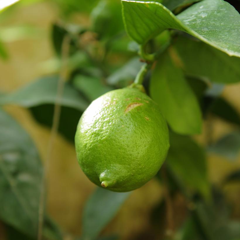 Limettier ou citronnier vert - Citrus aurantifolia à fruits verts acides