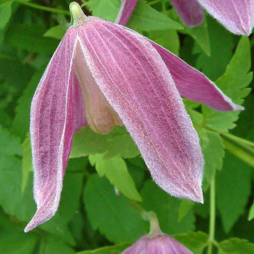 Clématite des Alpes Ruby – Clematis alpina à petites fleurs rose sombre